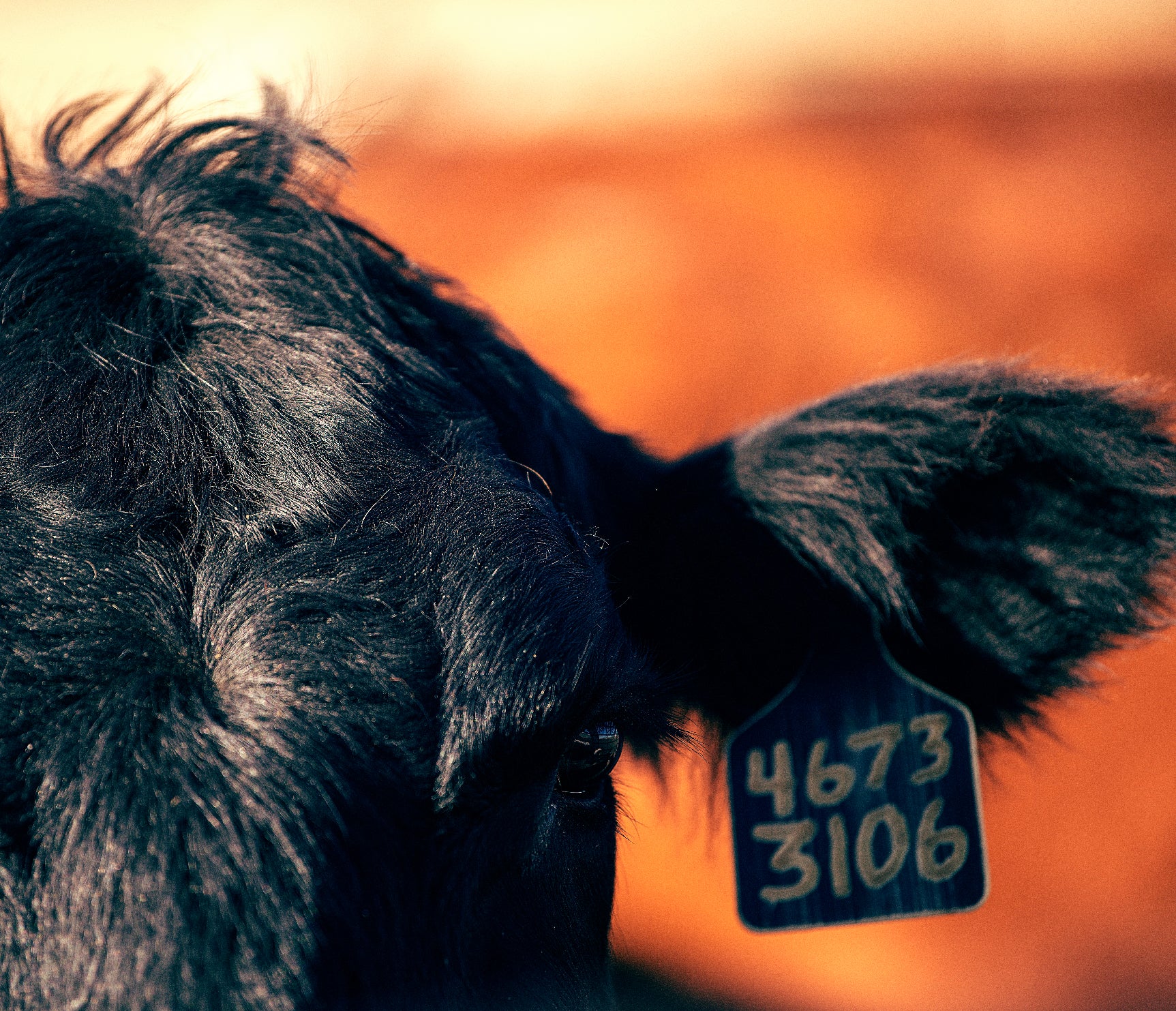 Elanco | Beef | Feedyard Overview